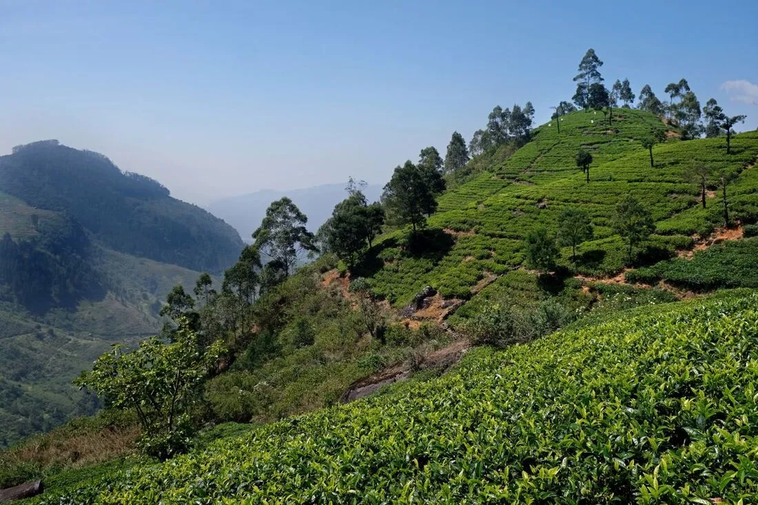 Mani Katthuter at Labookellie tea estate - GP Tours